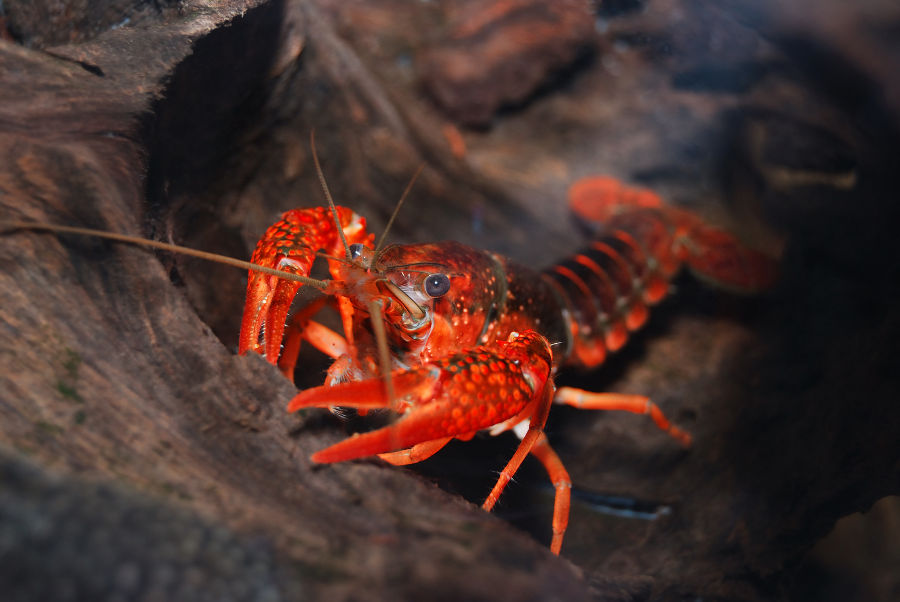 Roter Amerikanischer Sumpfkrebs - Neobiota - Land Steiermark