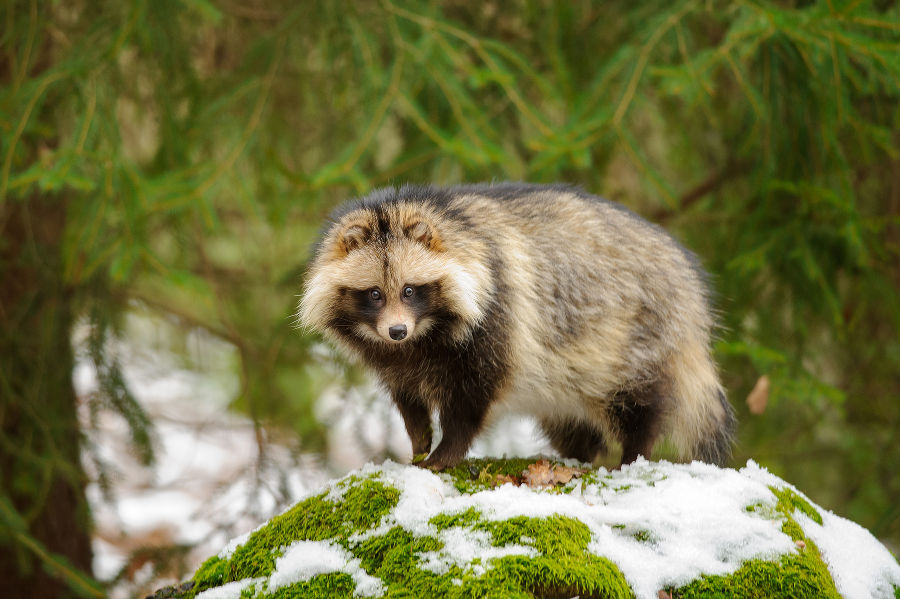 Marderhund (Enok) - Neobiota - Land Steiermark