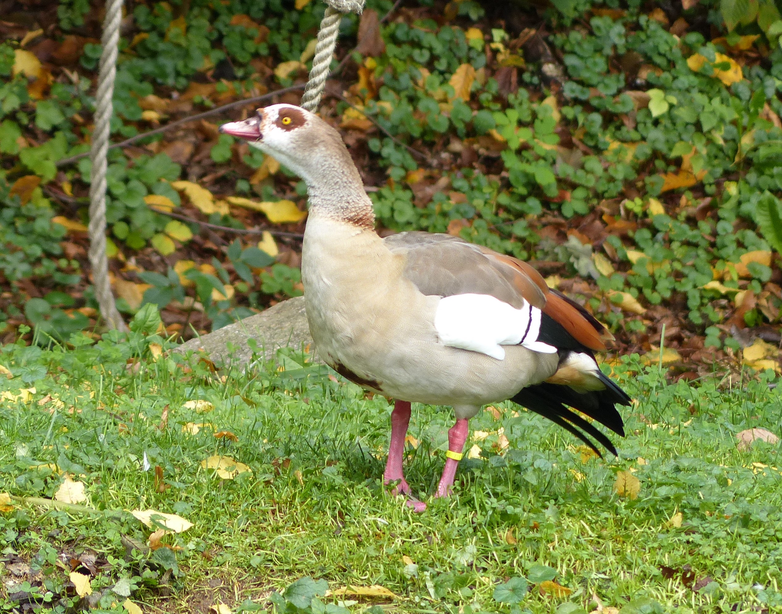 Nilgans - Neobiota - Land Steiermark