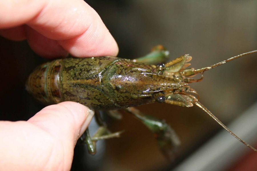 Marmorkrebs - Neobiota - Land Steiermark